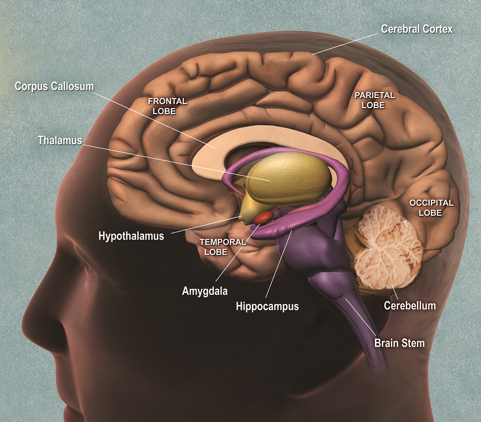 Brain Circuit Allows The Feeding And Memory Centers To Talk To Each Other 