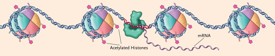 Chromatin stress: 'What doesn’t kill you, makes you stronger'