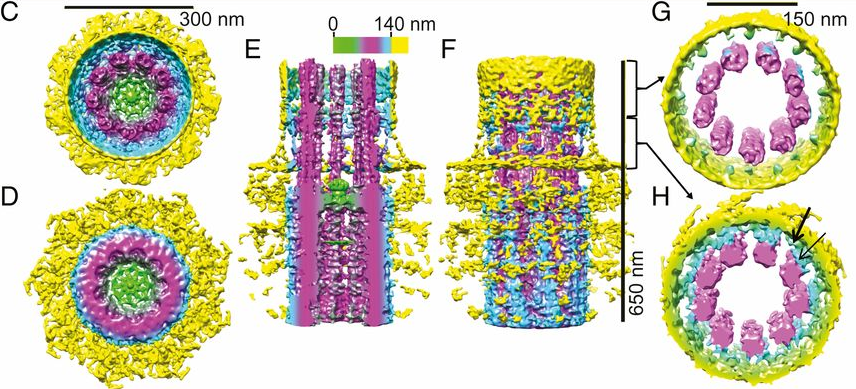 Zooming in on cilia sheds light into blinding diseases