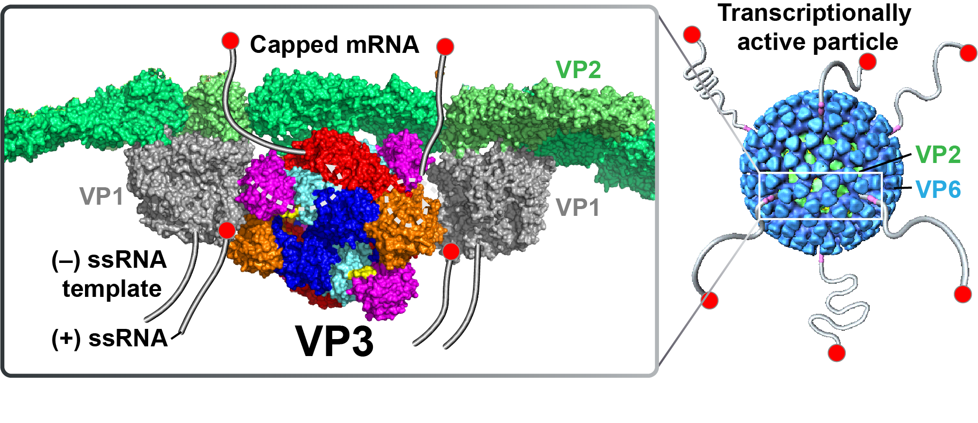 Mystery solved, rotavirus VP3 is a unique capping machine