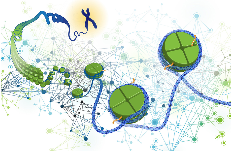 Breakthrough epigenetic study can improve the power to predict disease risk