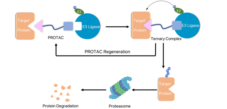 Novel PROTAC has a two-front improvement