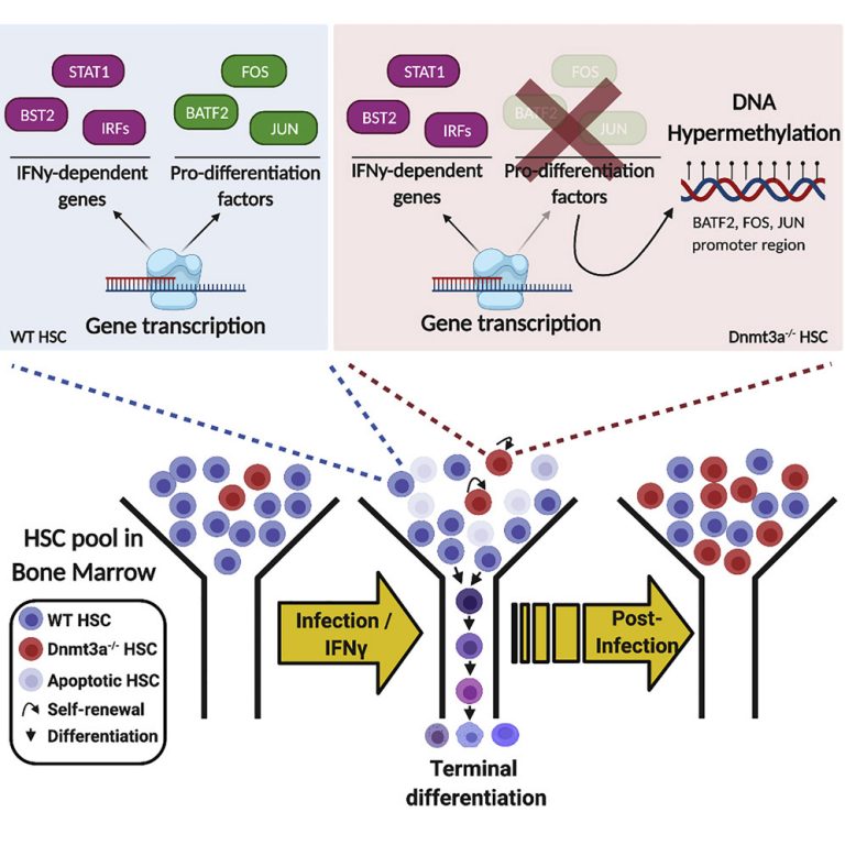 Prolonged infection and inflammation drain immune responses as we age