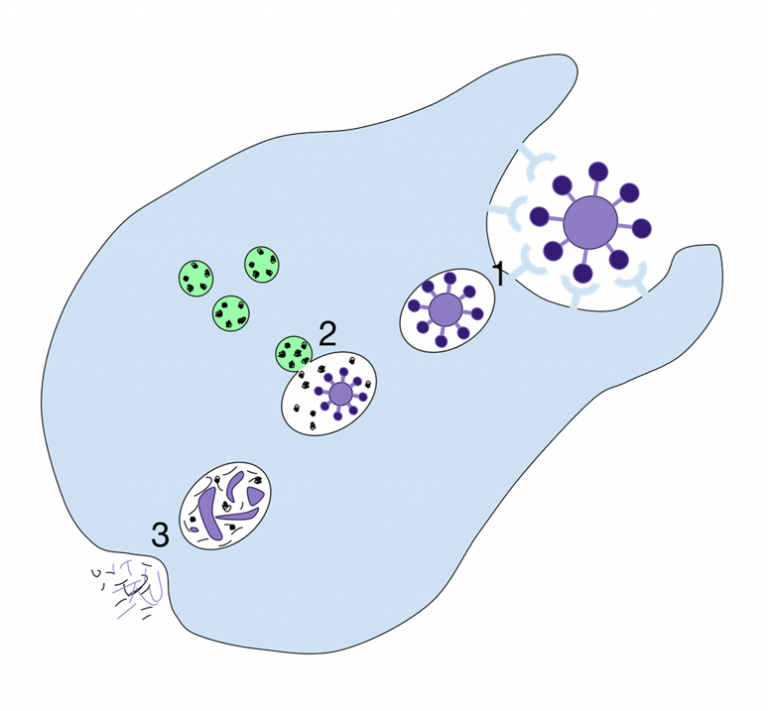 In a cell-eat-cell world calcium ions regulate exposure of ‘eat-me ...