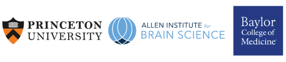 Largest 3D mouse brain map to help understand what makes brains smarter