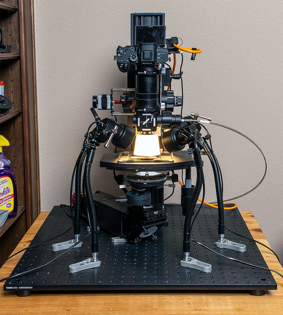 Image of the Month: First place, 2021 Nikon Small World Photo Competition