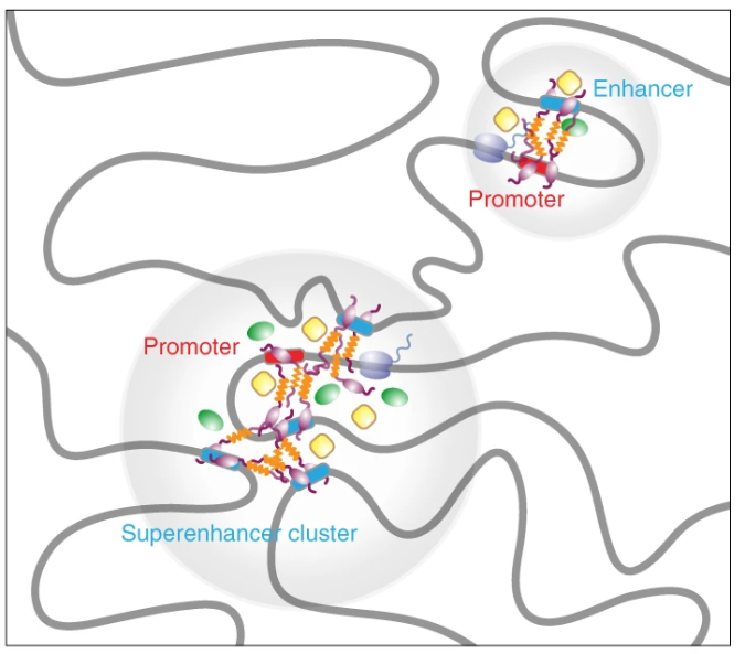 Stickiness is key for NANOG to turn on human cell pluripotency