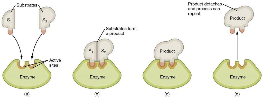 Changing the perspective on the origin of enzymatic catalytic power