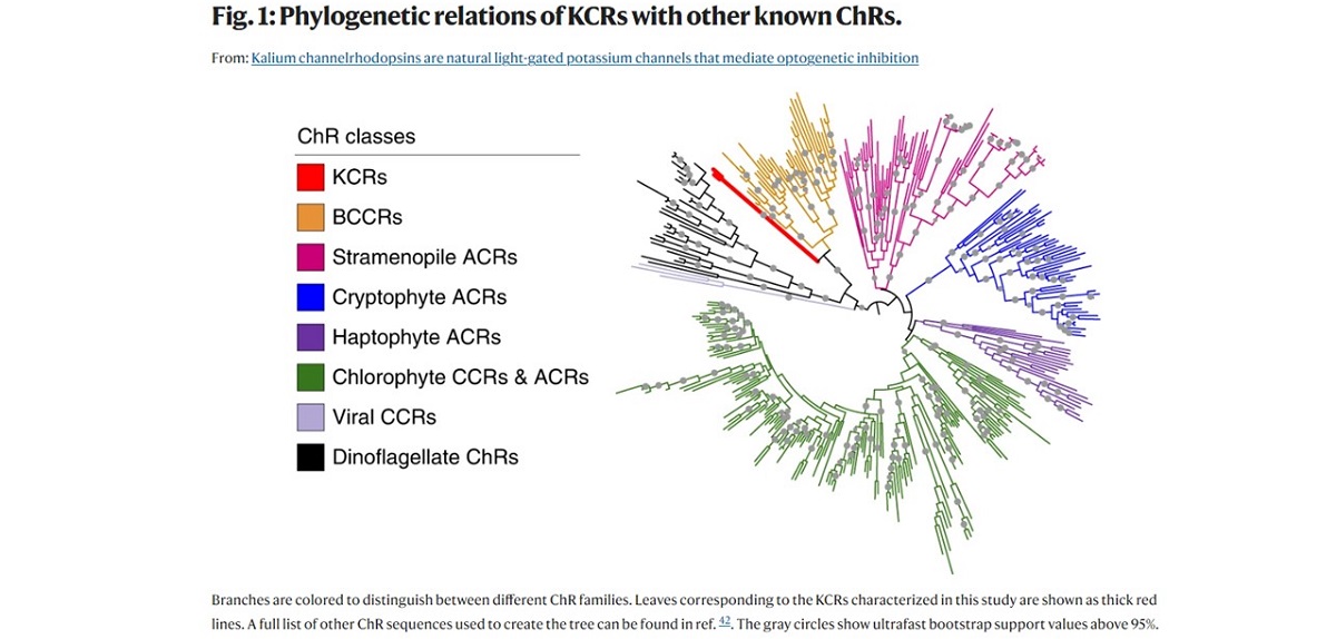 Researchers discover novel light-gated potassium channel