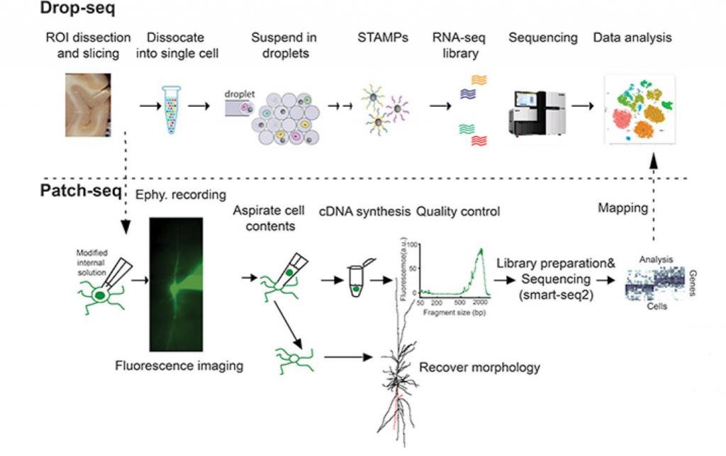 A global collaboration to map the whole human brain