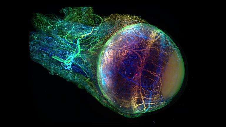 Simple, rapid and robust method makes mouse whole organs transparent ...