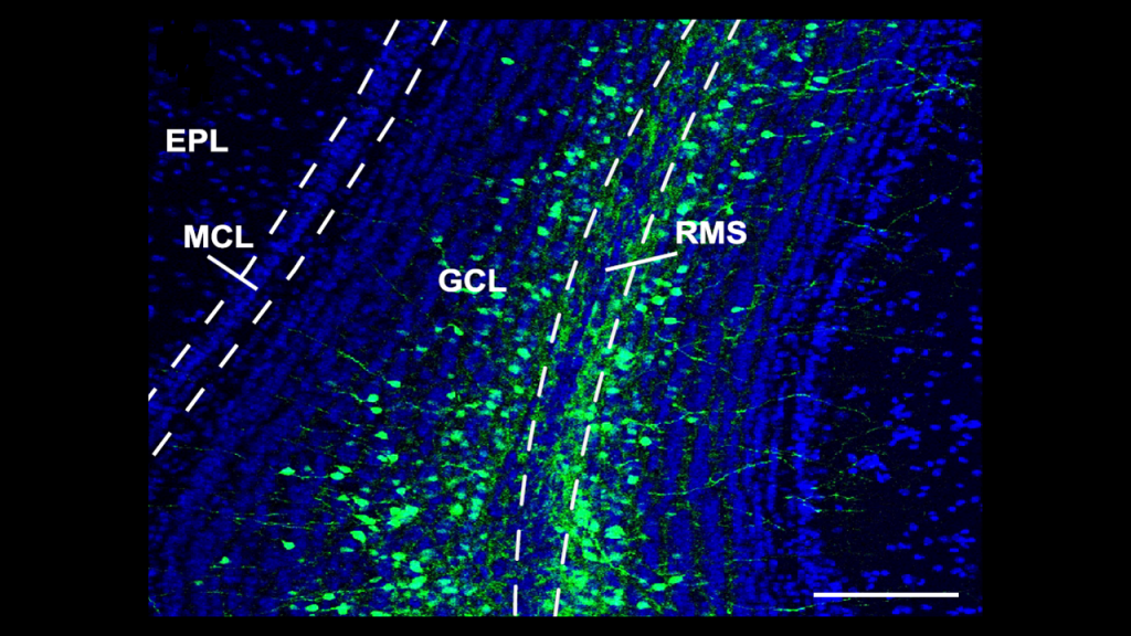 Oxytocin drives development of neural connections in adult-born neurons