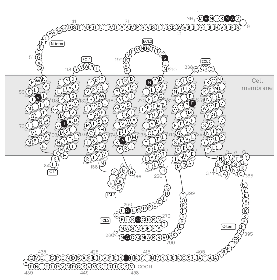 Serotonin 2C receptor linked to obesity and maladaptive behavior