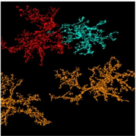Neurons lead the way in the development of astrocytes