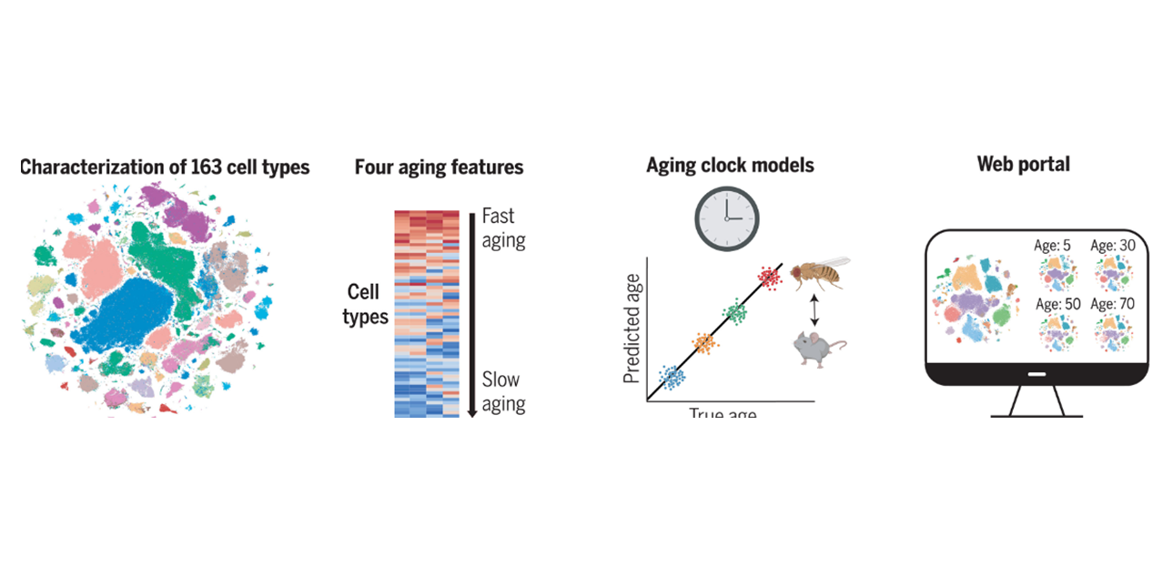 Not all cell types age equally – the Aging Fly Cell Atlas reveals how ...