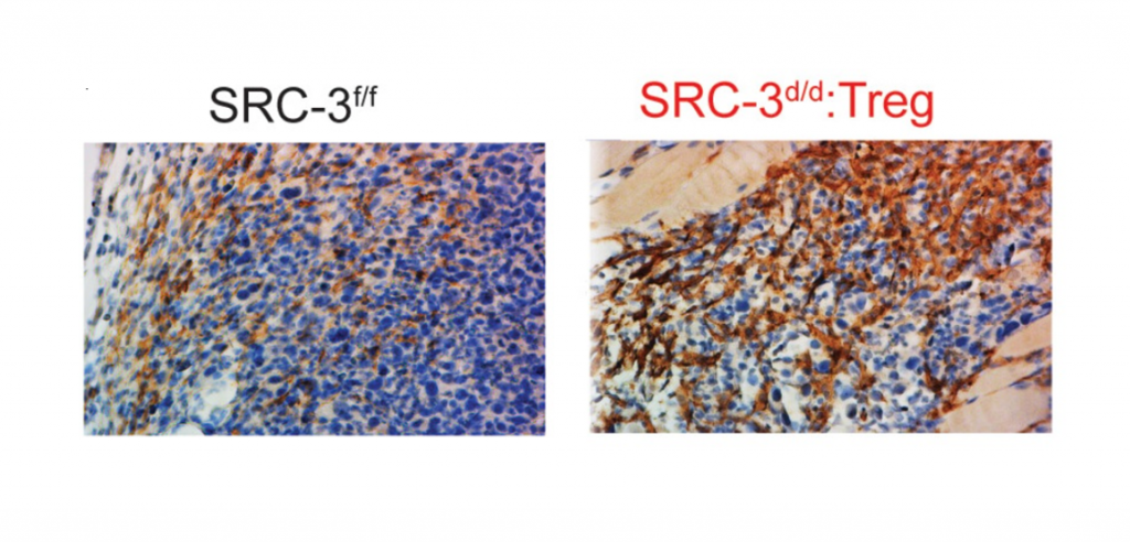 Eliminating gene SRC-3 in immune cells triggers effective long-lasting ...