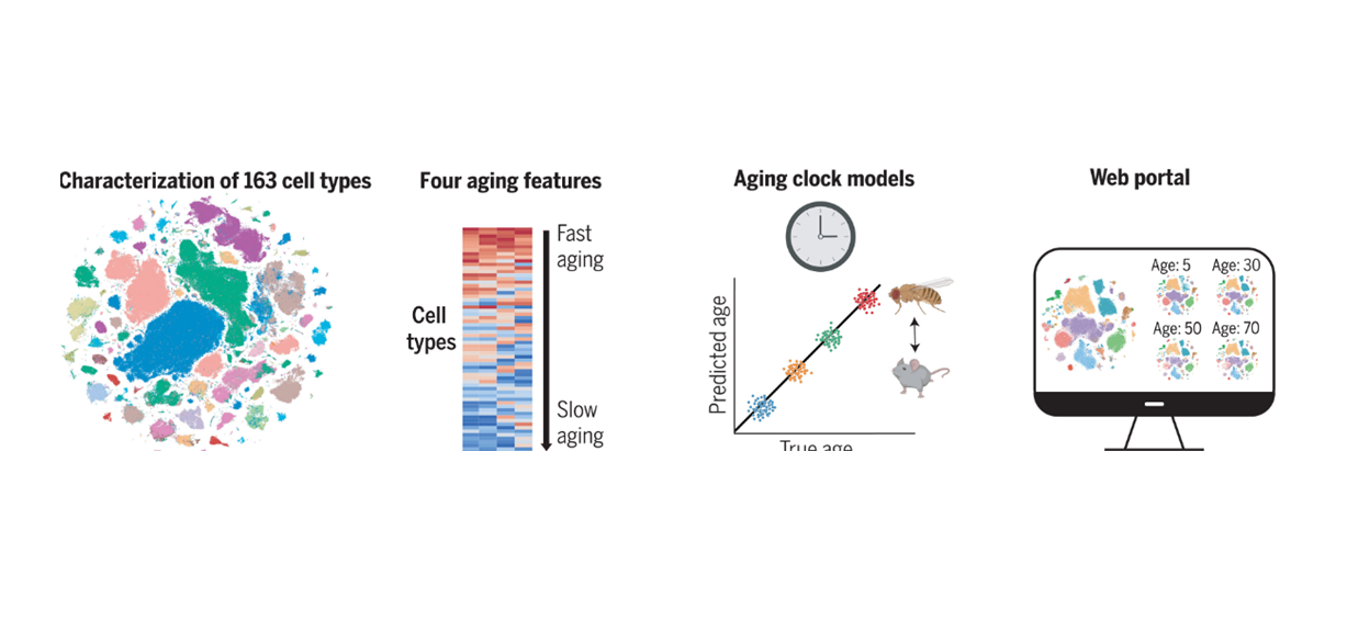 cell atlas Archives - Baylor College of Medicine Blog Network