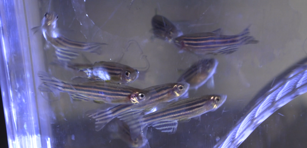 Video of the Month: The Zebrafish Core
