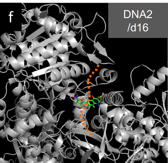 d16 reduces tumor growth and overcomes therapeutic resistance in mutant ...