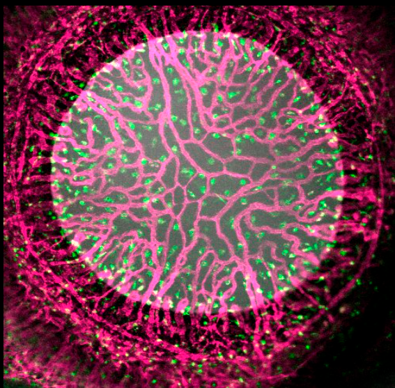 Image of the Month: Newborn mouse eye