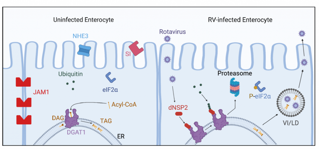 Gastrointestinal discomfort? Here is a new explanation for how ...