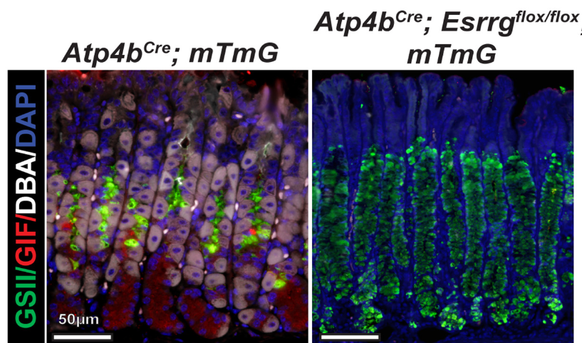 ERR-gamma marks the road leading to acid-producing cells