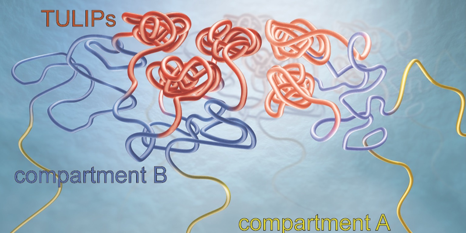 TULIPs in brain tumors could be exploited therapeutically