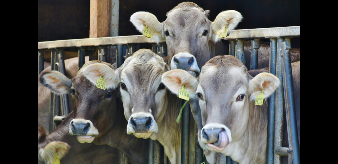 CoRSIVs have been found in cattle. They offer a new approach to improve ...