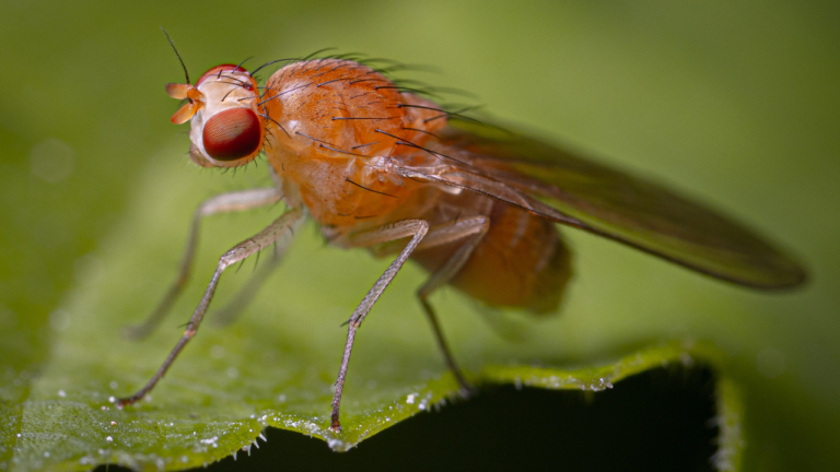 Fruit fly pigmentation helps researchers discover genes that control ...